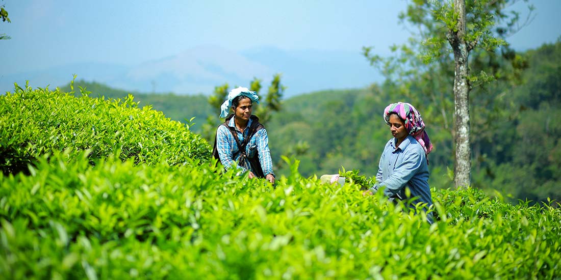 Wam Tea | Wayanad Agro Movement Tea Company Ltd.|Healthy Tea|Indian Tea ...